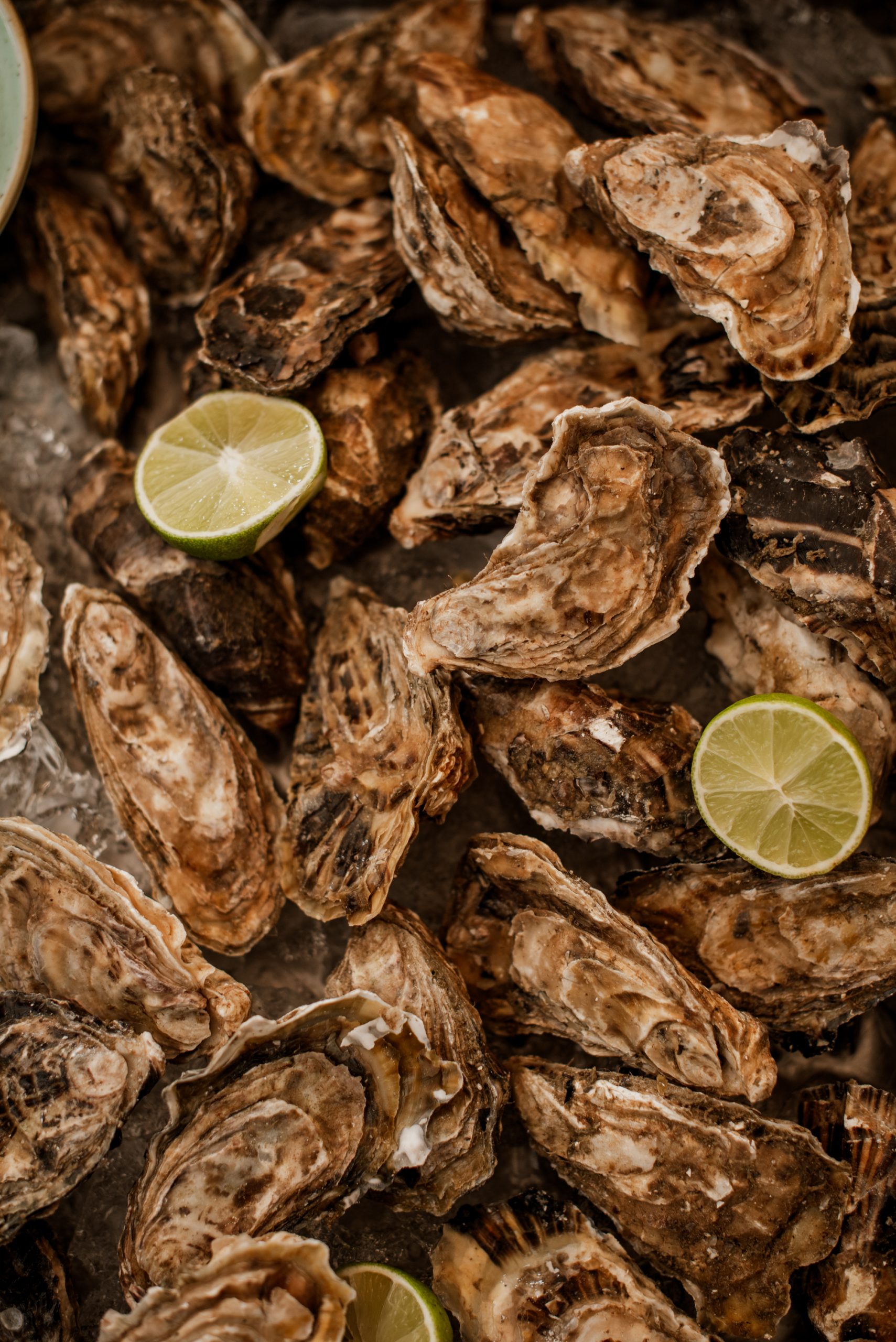 SeaBreeze - Fish and Shell